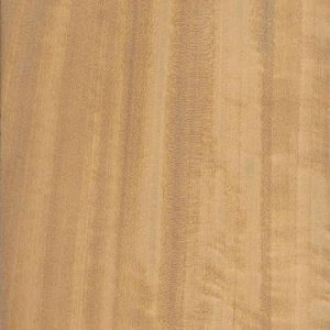 Elm | Canadian Woodworking