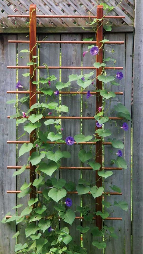 Garden Trellis - Canadian Woodworking