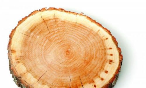 Heartwood and Sapwood - Canadian Woodworking