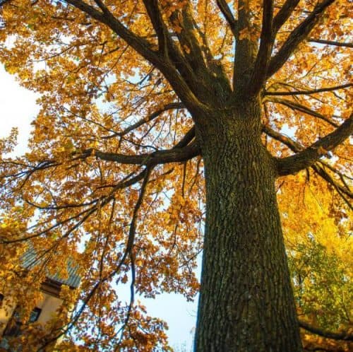 Wood Science: An Introduction - Canadian Woodworking