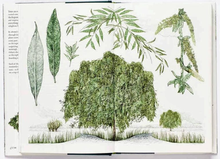 Around the world in 80 trees - Canadian Woodworking